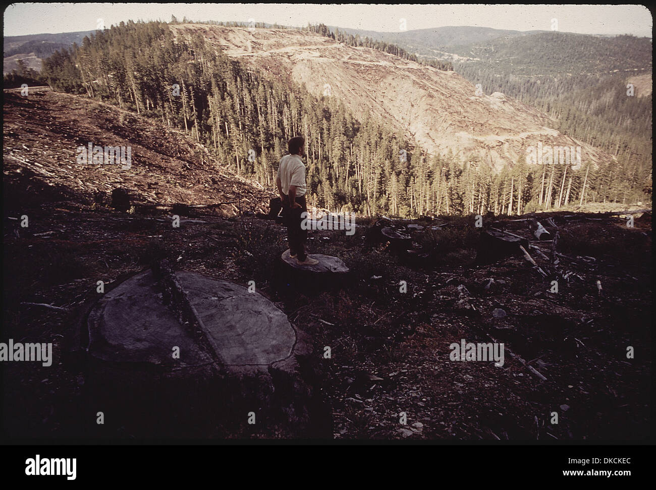 The image shows a landscape after clear-cutting operations, where only ...