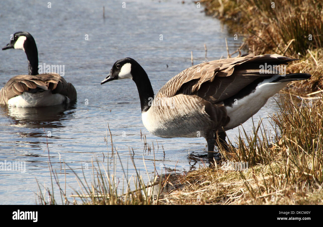 Mature Canada Goose (Branta canadensis) standing on the water's edge ...