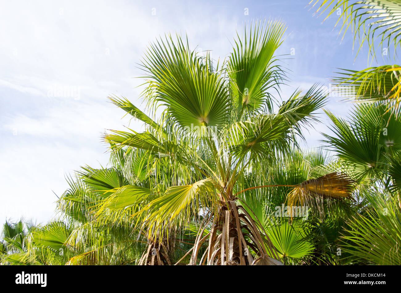 European fan palm, Chamaerops humilis as seen against the sky Stock ...