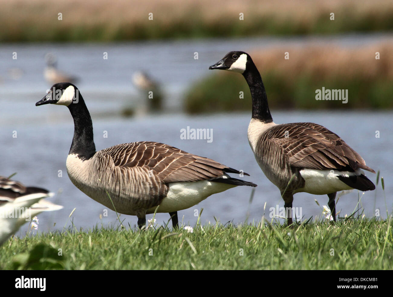 Two goose in black background hi-res stock photography and images - Alamy