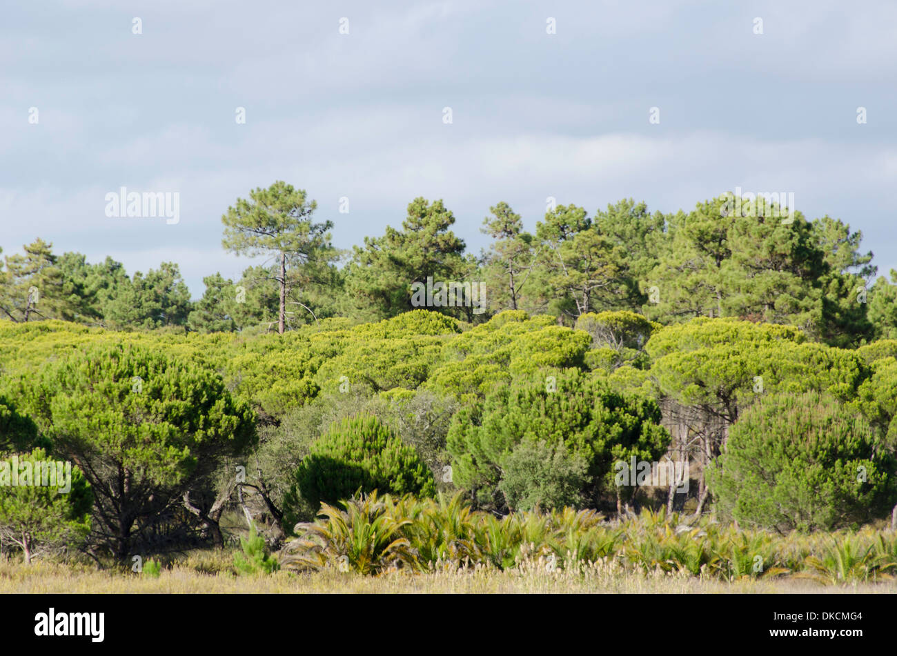 Mediterranean pine tree hi-res stock photography and images - Alamy