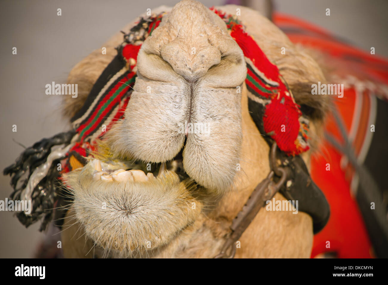Israel in dubai hi-res stock photography and images - Alamy