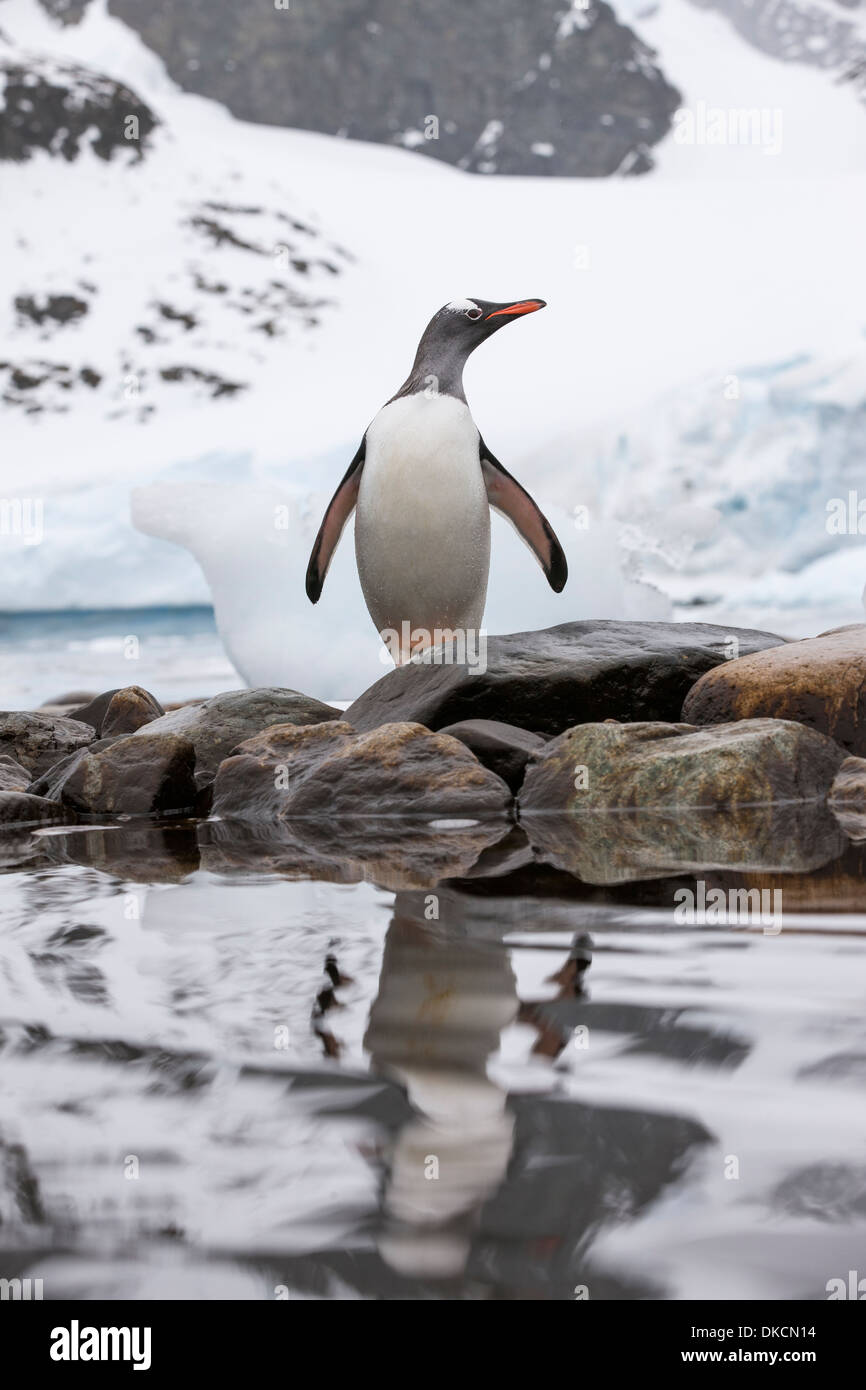 Penguins with reflection hi-res stock photography and images - Alamy