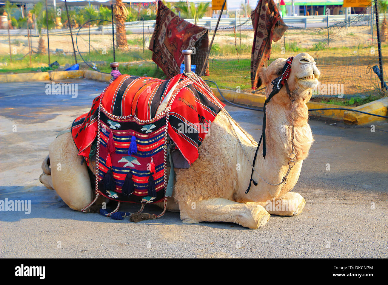 Camel in marrakech hi-res stock photography and images - Alamy