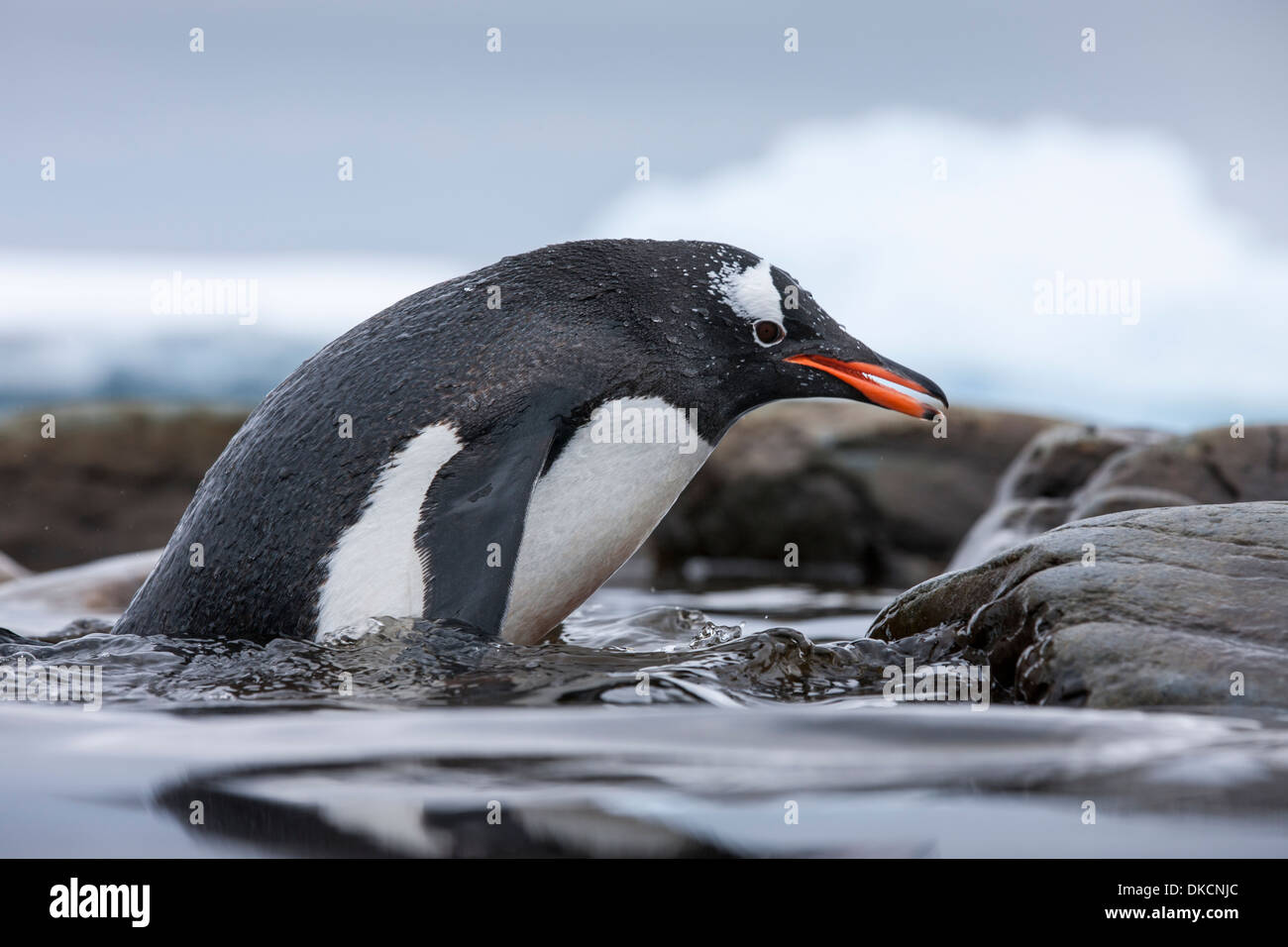 Snow wading hi-res stock photography and images - Alamy
