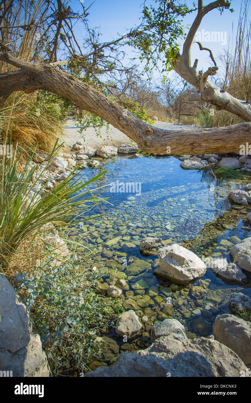 branch of an old tree over the creek Stock Photo - Alamy