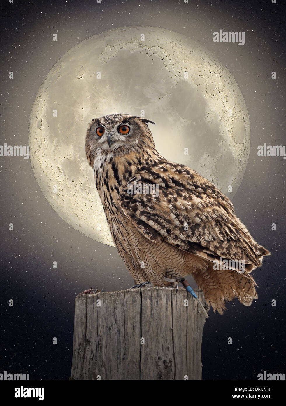 Owl in the moonlight Stock Photo - Alamy