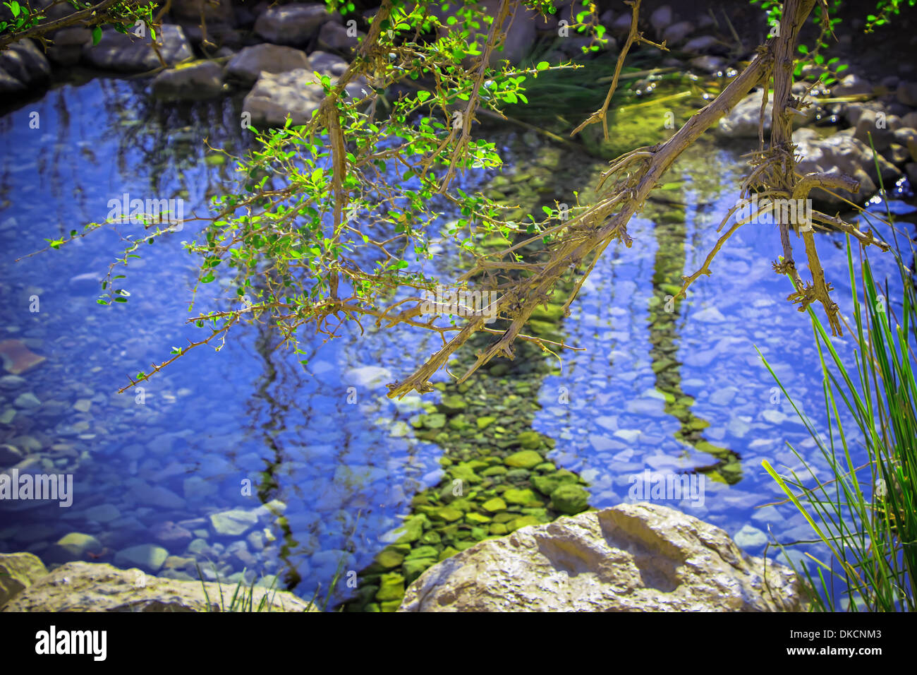 branch of an old tree over the creek Stock Photo - Alamy