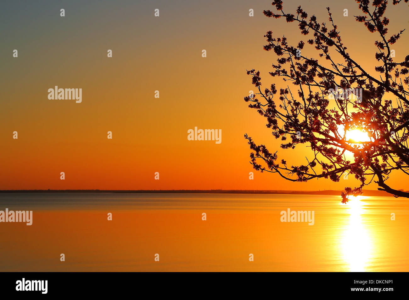 Seascape sun tree High Resolution Stock Photography and Images - Alamy