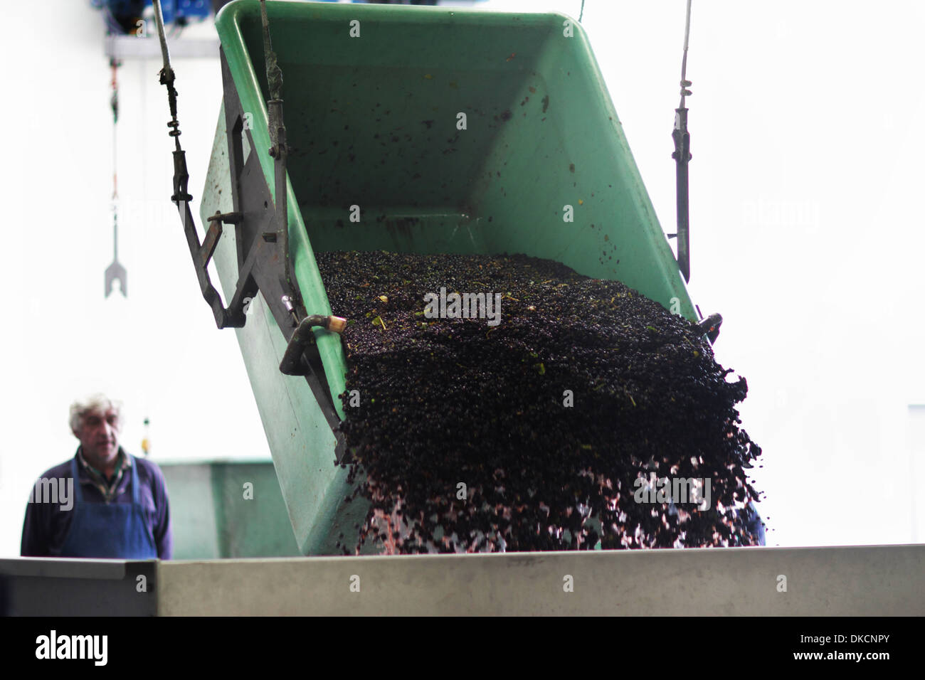 Moving wine grapes from hi-res stock photography and images - Alamy