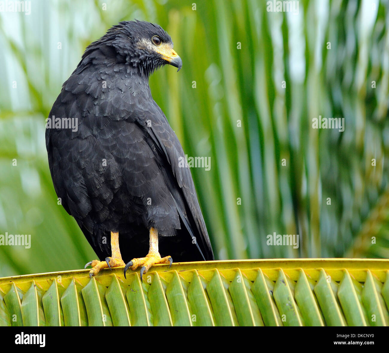 Common black hawk hi-res stock photography and images - Alamy