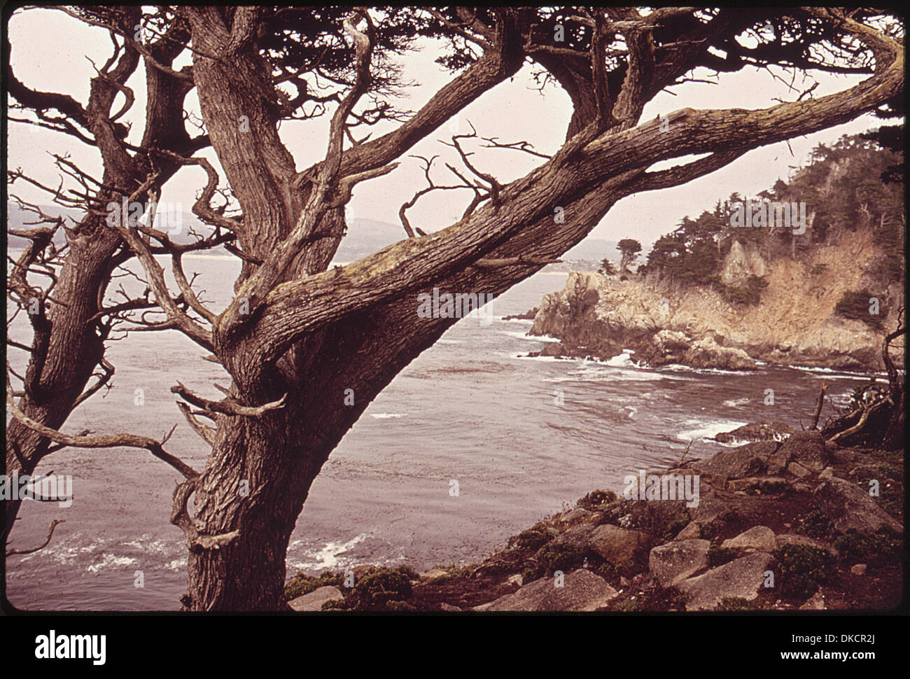A rocky seashore with a gnarled tree, capturing the rugged beauty of ...