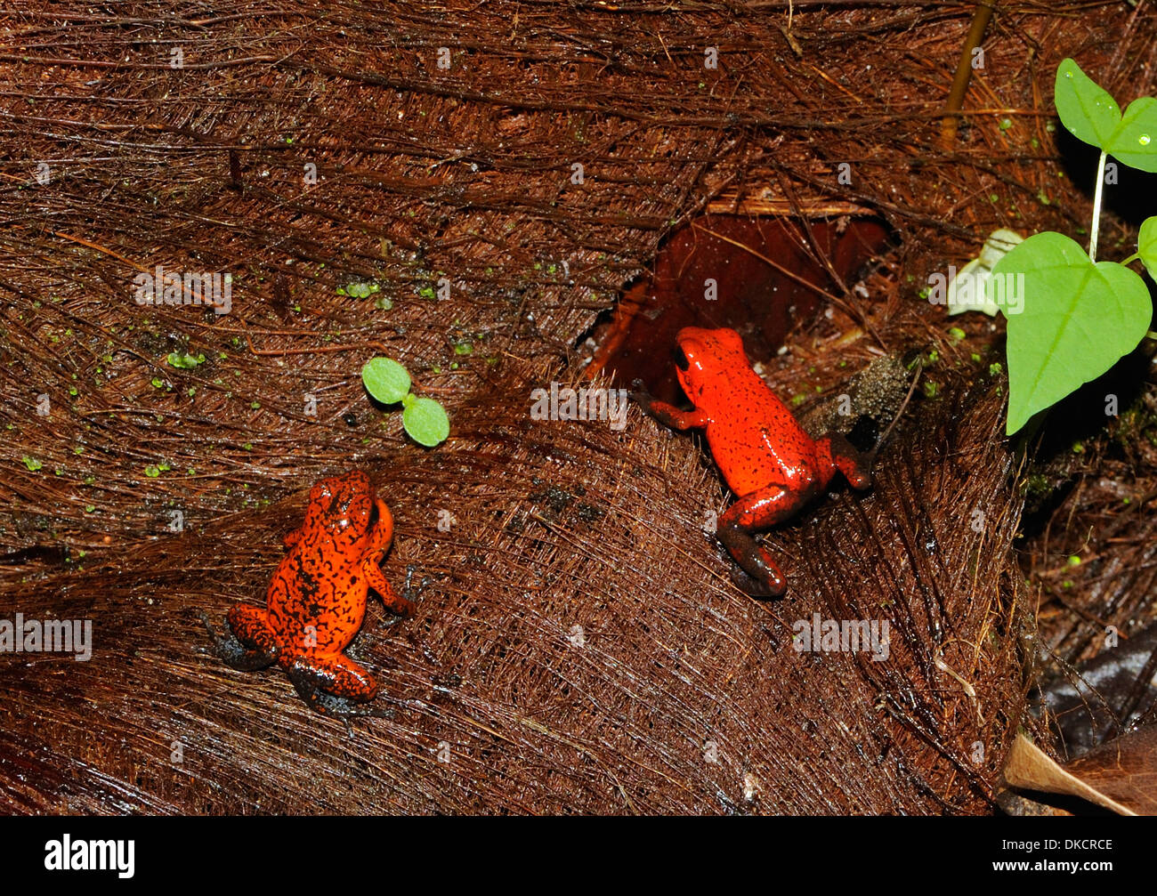 Red poison arrow frogs, the strawberry poison frog or strawberry poison ...