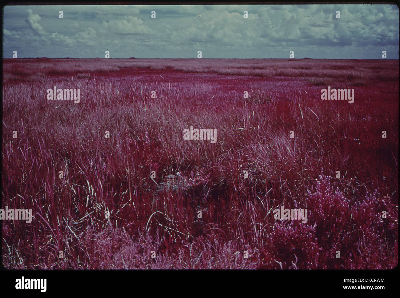 Sawgrass grows along the Tamiami Canal near the Shark Valley Park ...