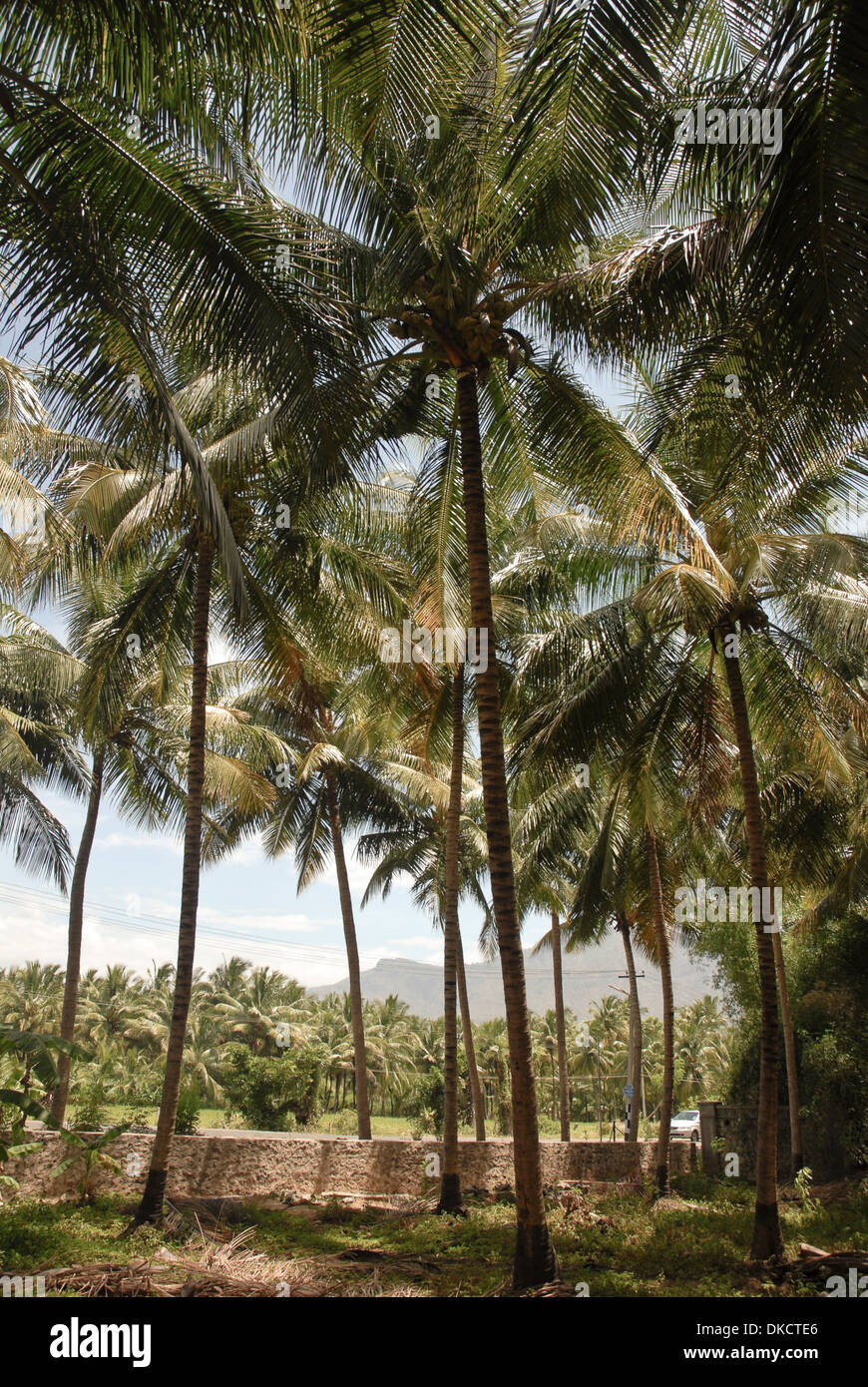 Palm farm india hi-res stock photography and images - Alamy