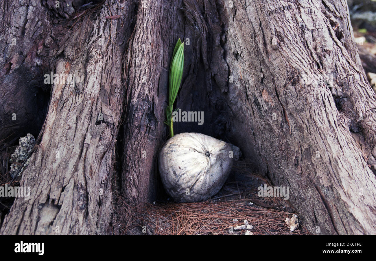 A coconut growing between the roots of another tree Stock Photo - Alamy