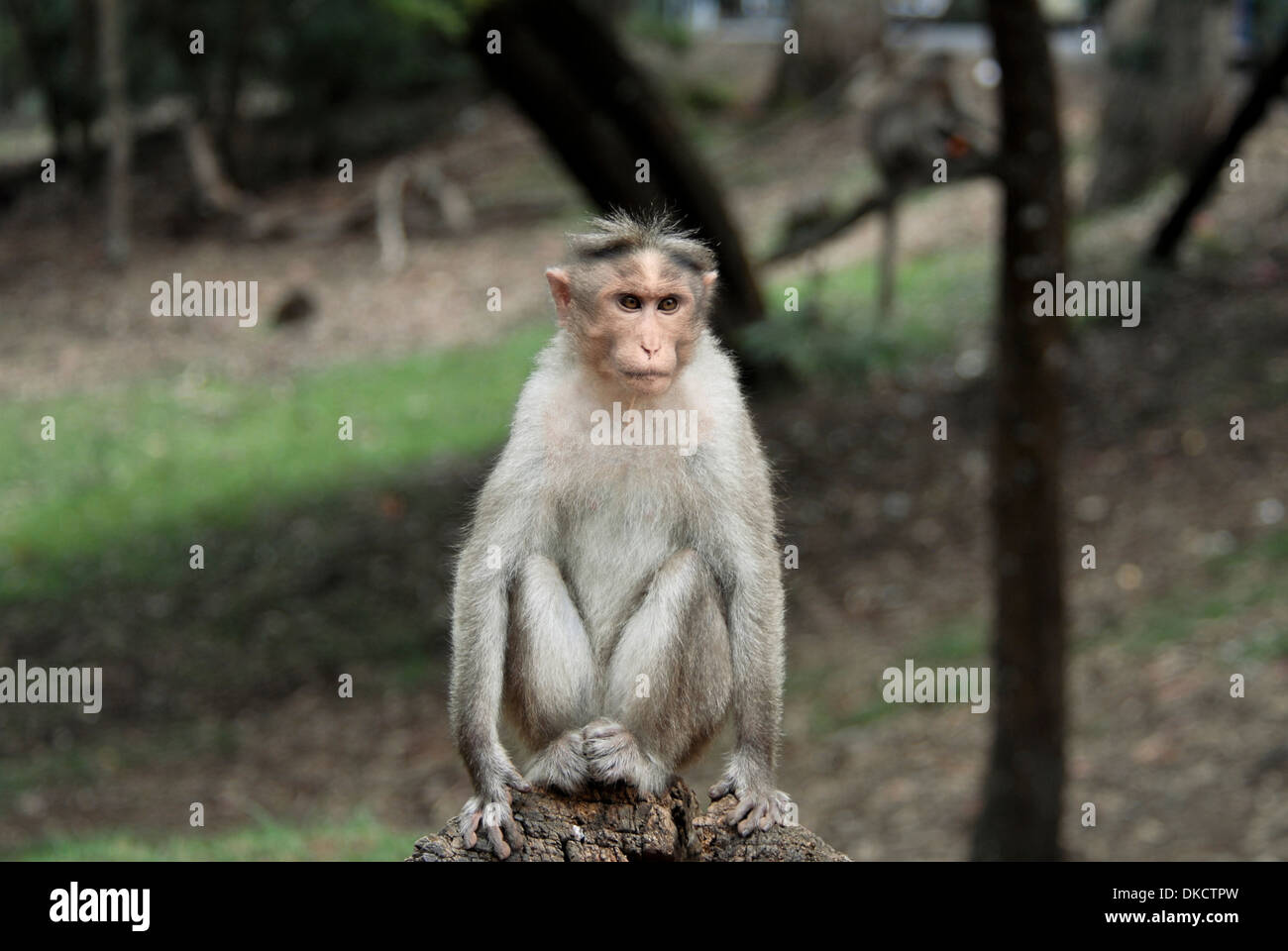 Vicious monkey hi-res stock photography and images - Alamy