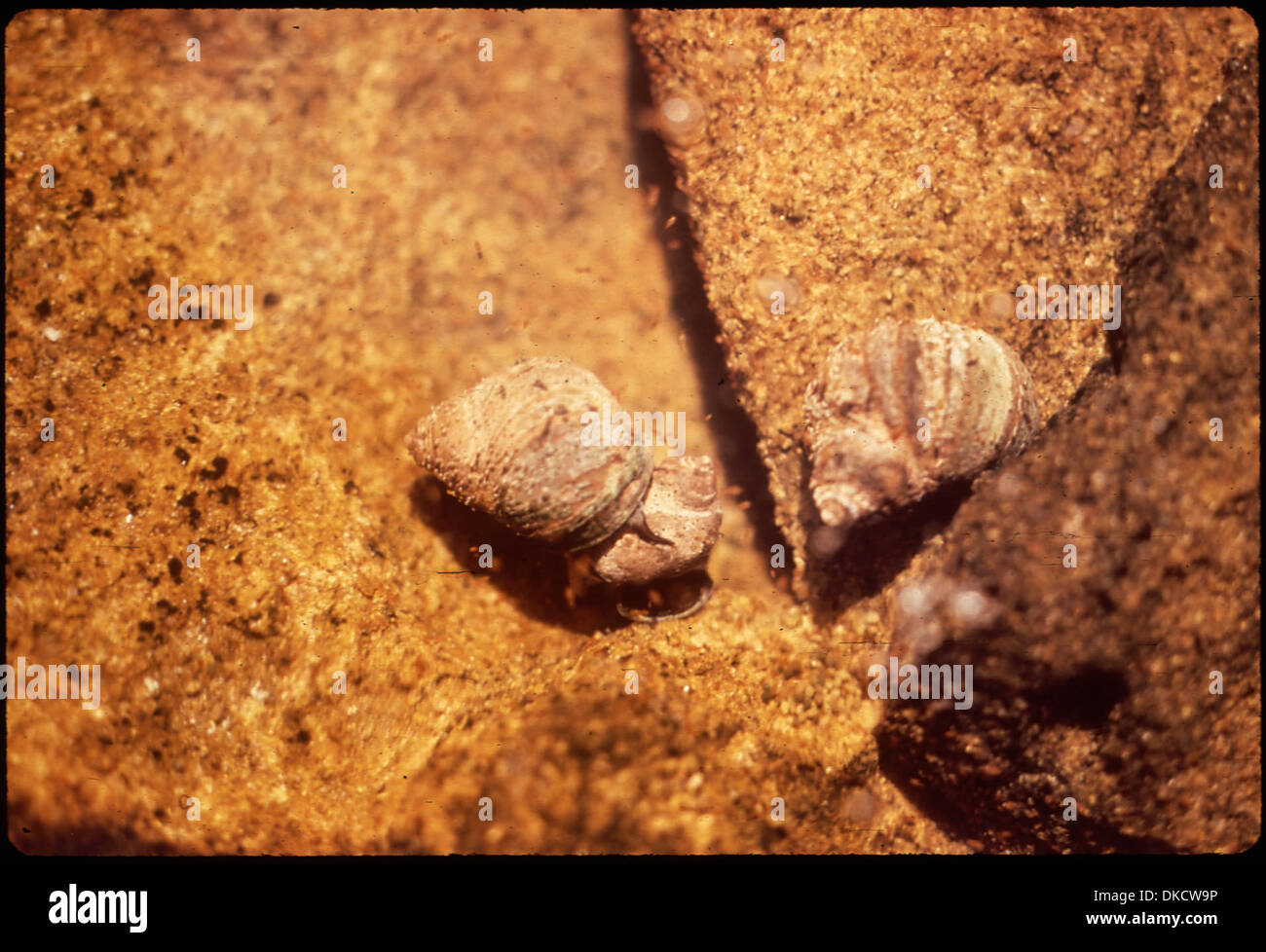 Important creatures hi-res stock photography and images - Alamy