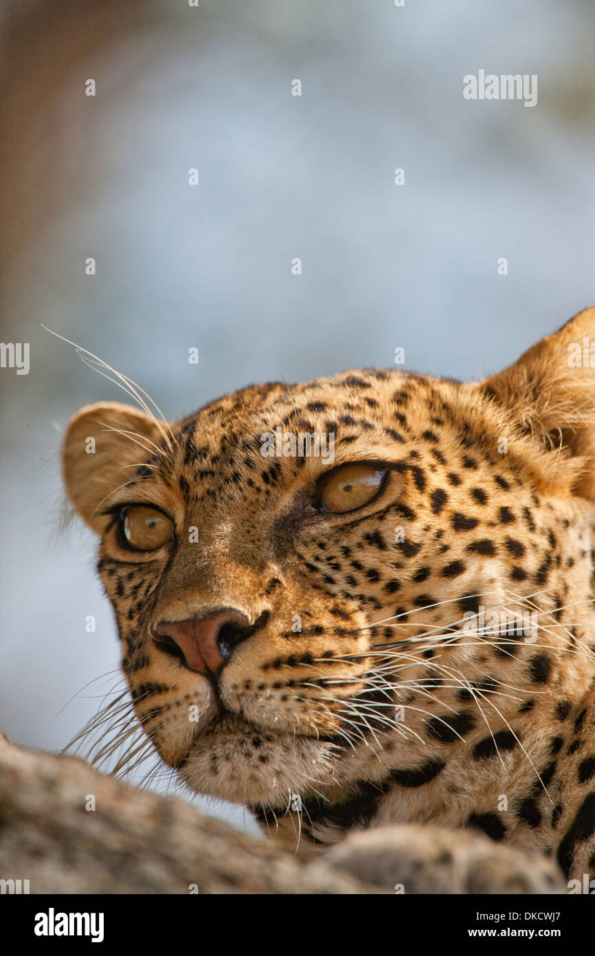 Leopard in Acacia Tree Stock Photo - Alamy
