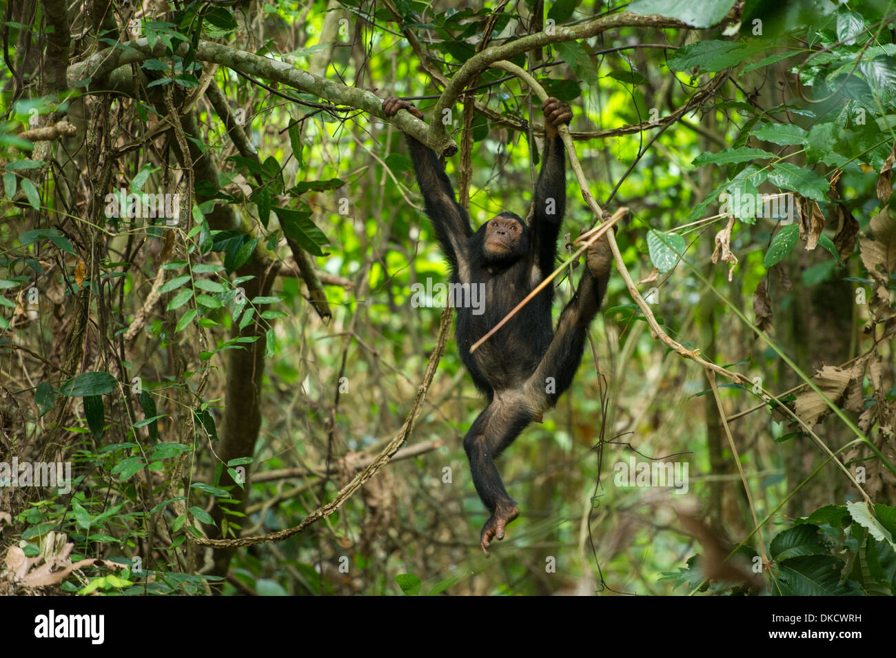 Chimpanzee hanging in a tree, Pan troglodytes, Mahale Mountains ...