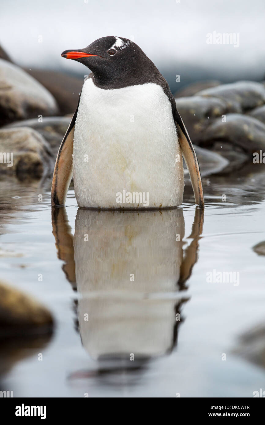 Antarctica, Cuverville Island, Gentoo Penguin (Pygoscelis papua ...