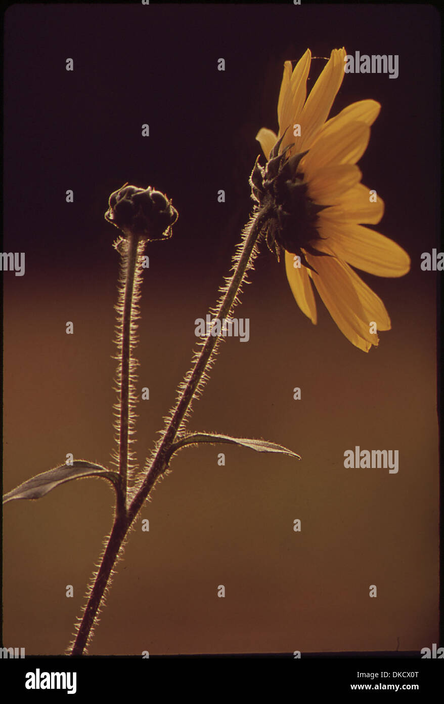 Sunflower history hi-res stock photography and images - Alamy