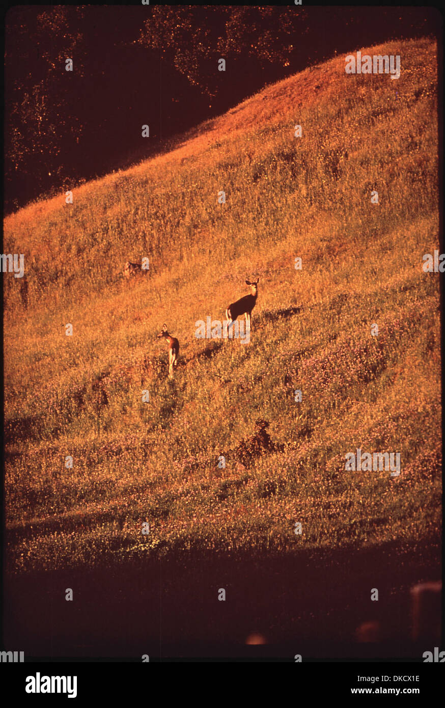SUNSET ON DEER 543326 Stock Photo - Alamy