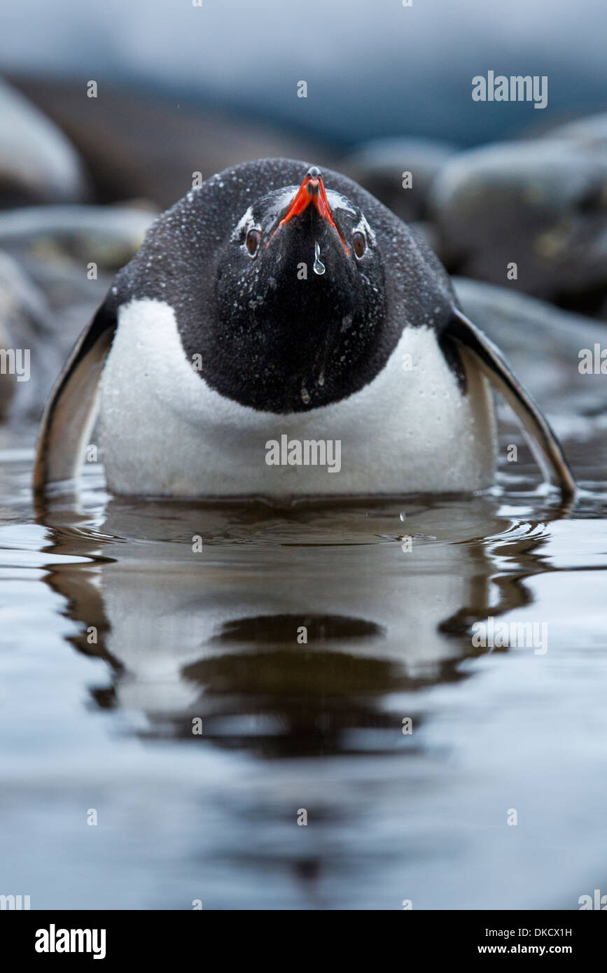 Gentoo penguin eyes hi-res stock photography and images - Alamy