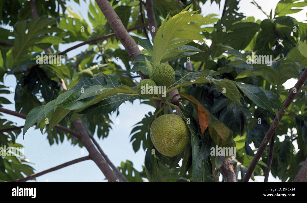 Breadfruit-tree with fruit in Tahiti. French Polynesia. This fruit was ...