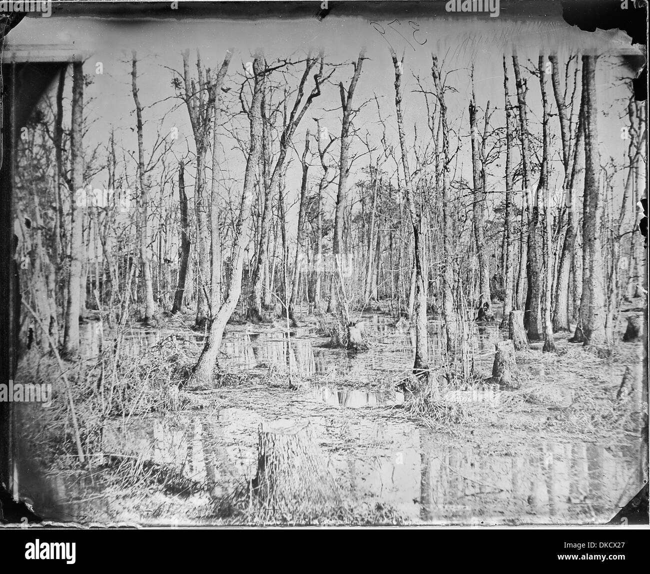 A photograph of swamps located near the Appomattox River in Virginia ...