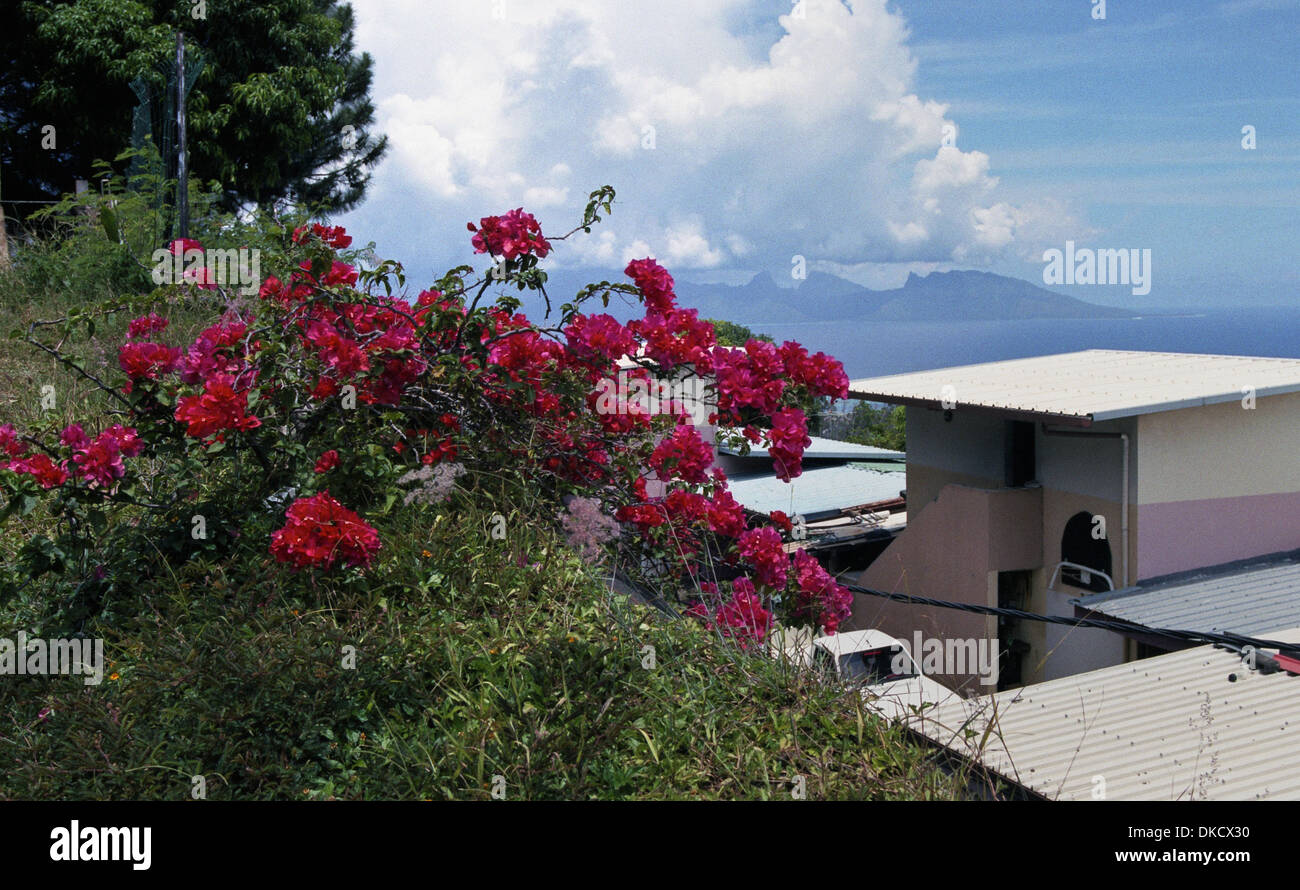 Moorea in the background and the flower Bougainville in front left ...