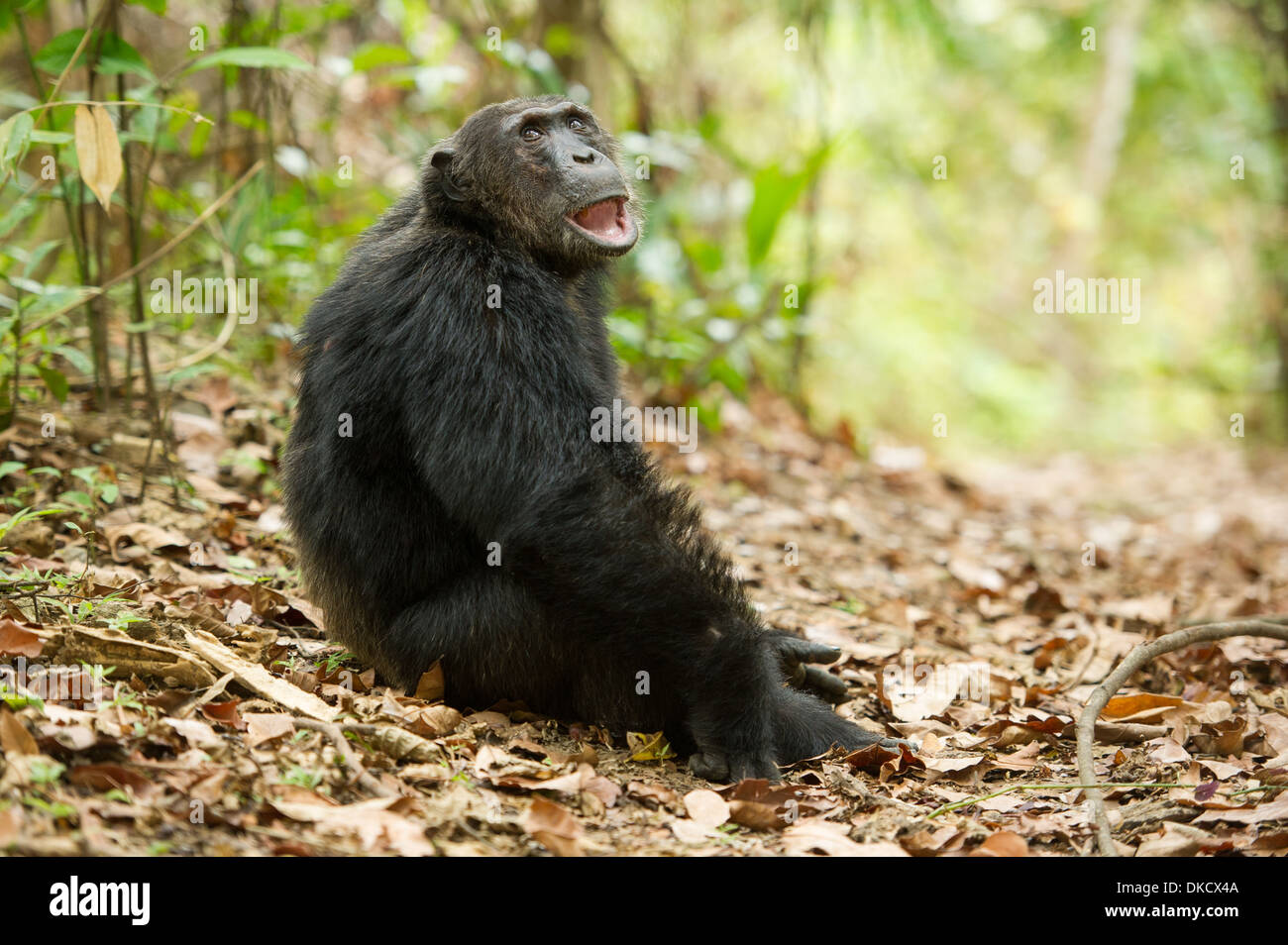 Mahale chimpanzee hi-res stock photography and images - Alamy