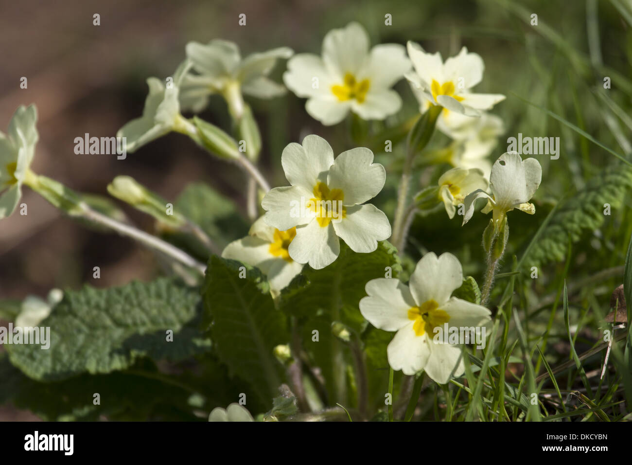 Wild primrose hi-res stock photography and images - Alamy