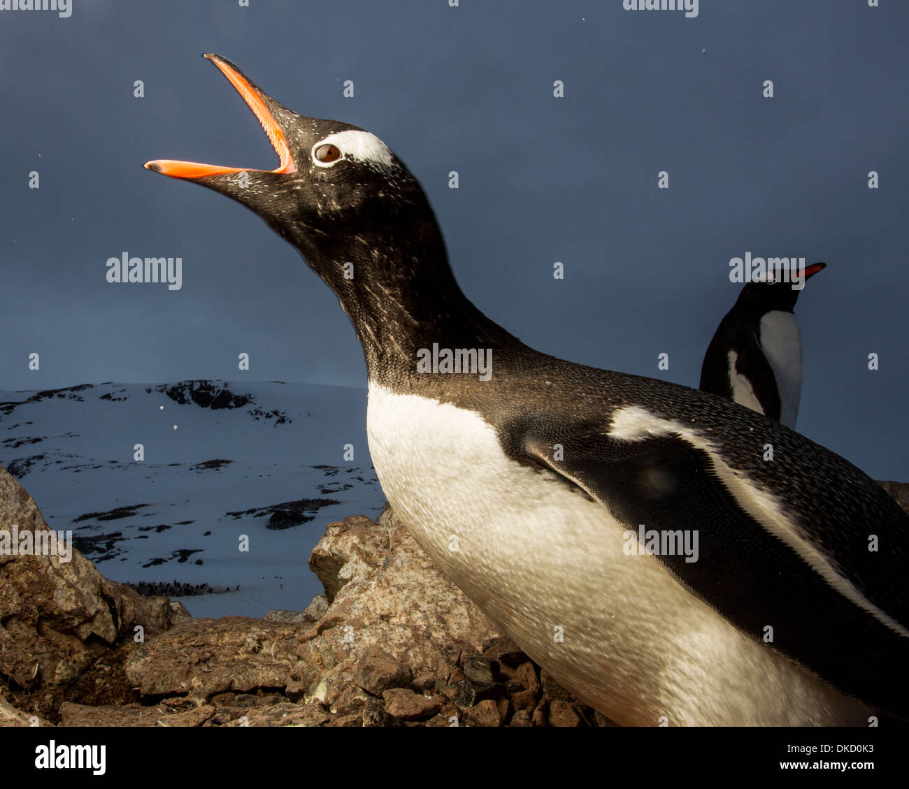 Penguin rookery in antarctica hi-res stock photography and images - Alamy