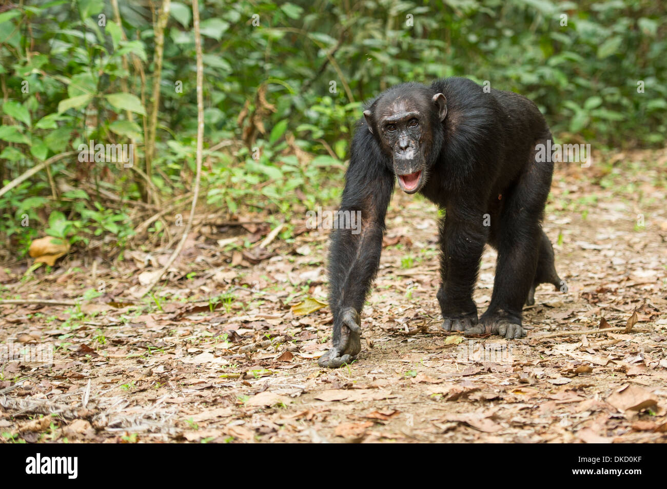 Mahale mountains hi-res stock photography and images - Alamy