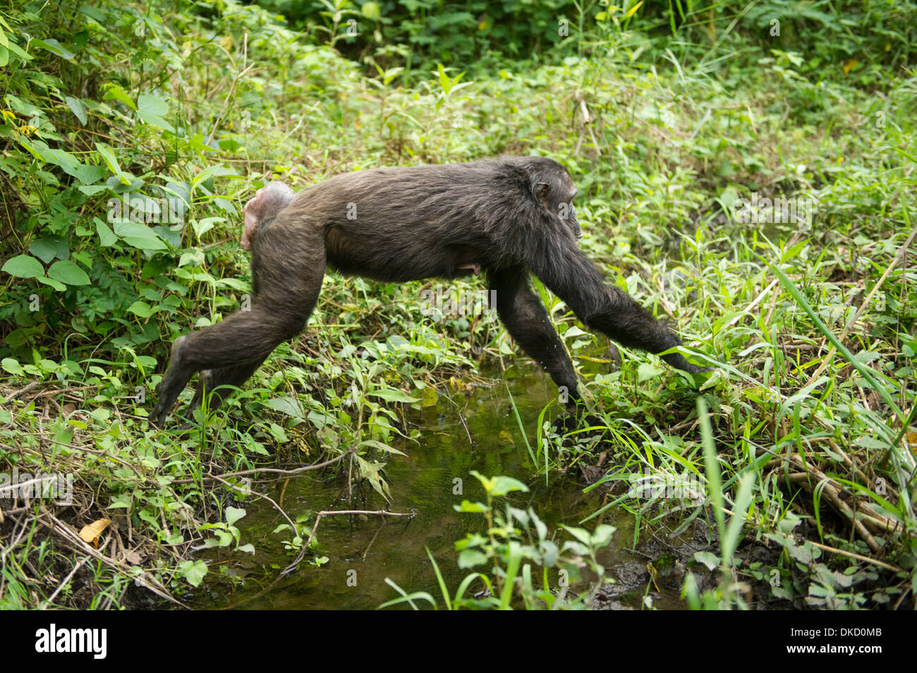 Chimpanzee africa jumping hi-res stock photography and images - Alamy