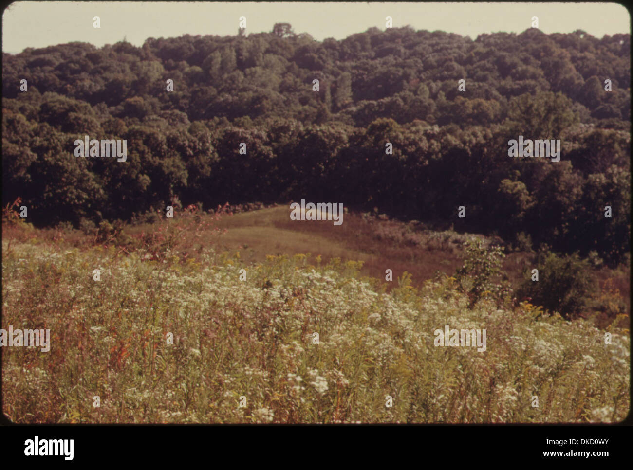 VIEW OF OVERGRAZED PRAIRIE WITH HARDWOOD FOREST IN THE DISTANCE IN ...