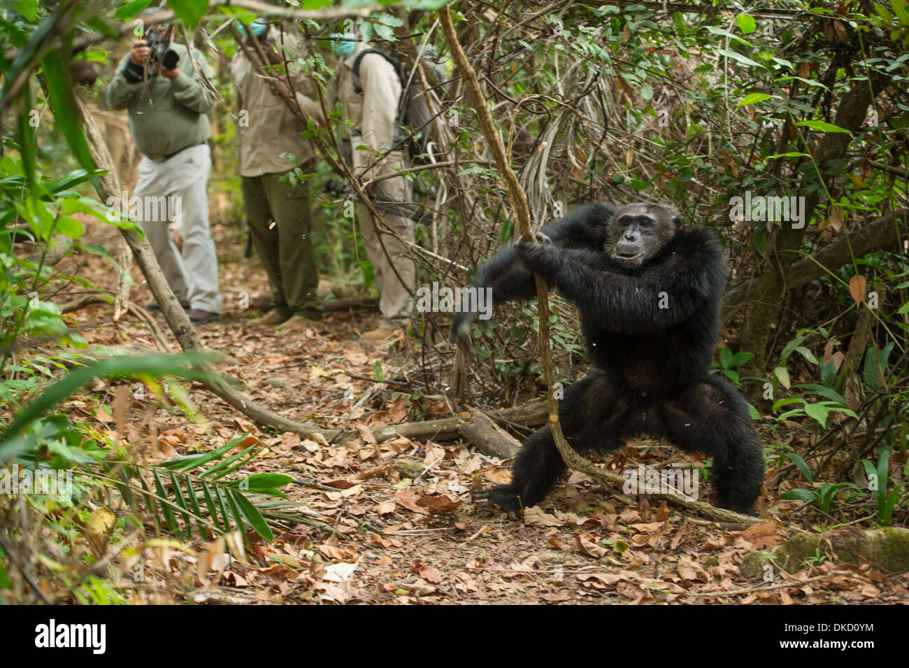 Tracking mammals hi-res stock photography and images - Alamy