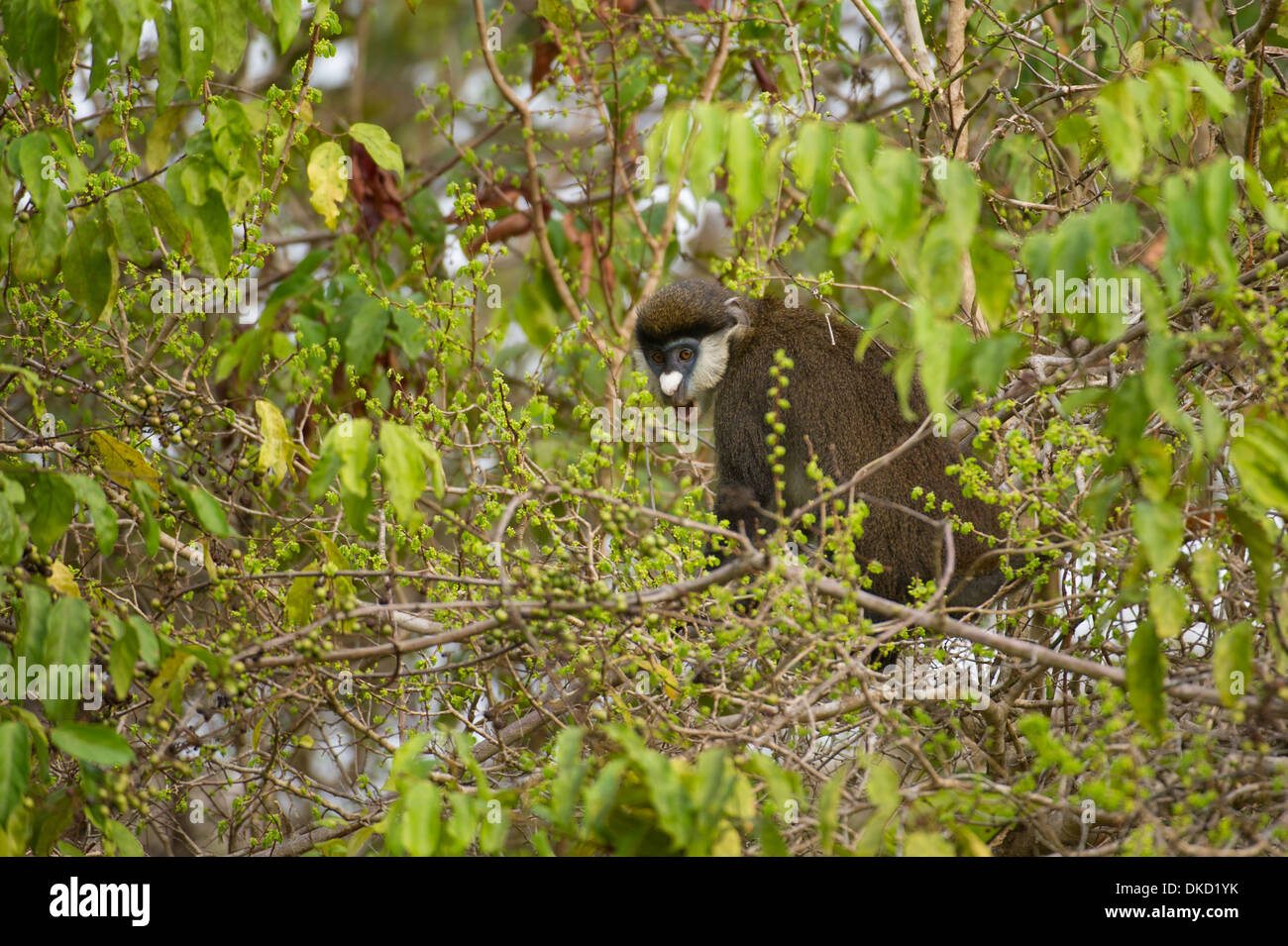 Red-tailed monkey (Cercopithecus ascanius), Mahale Mountains National ...