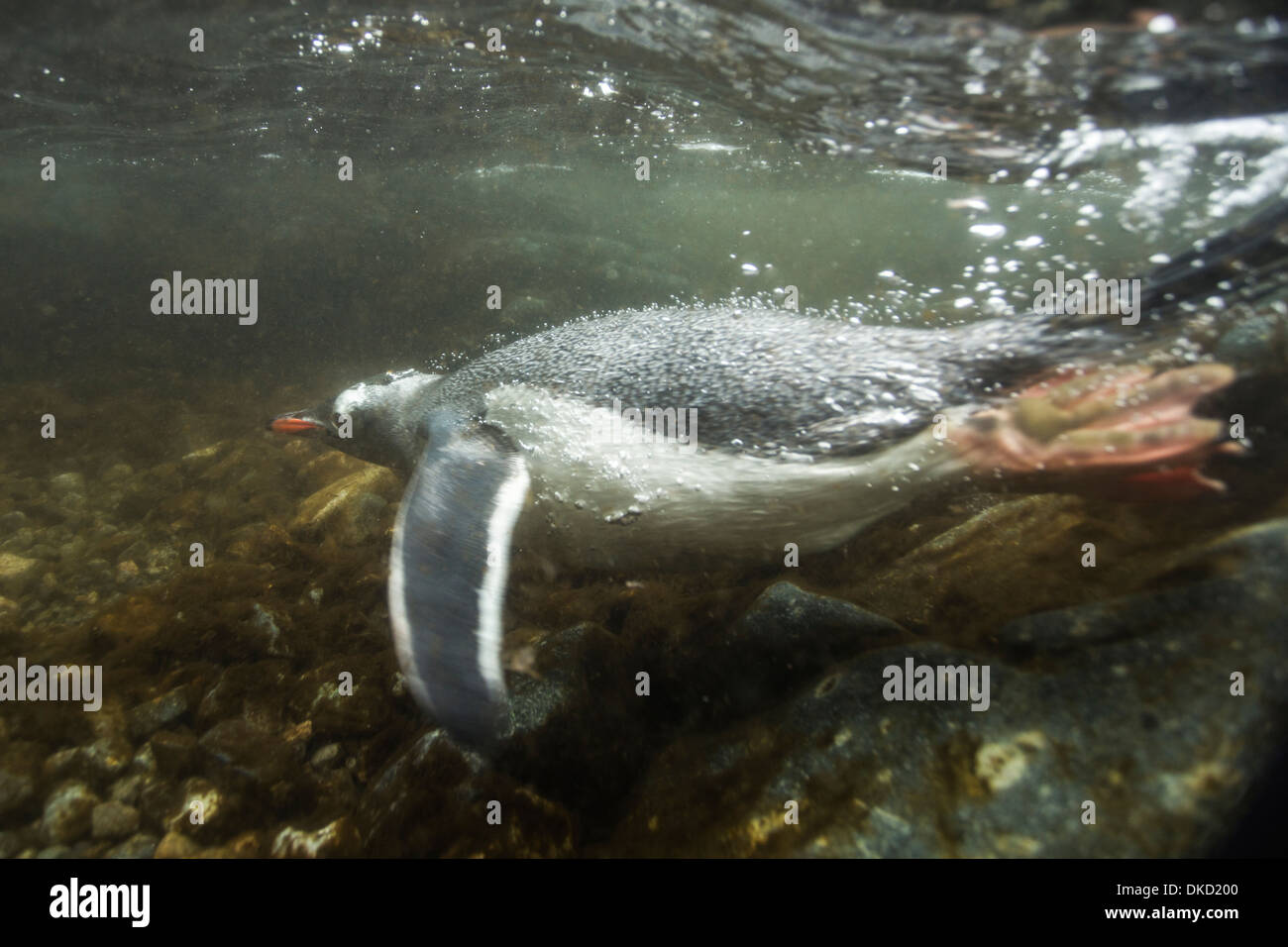 Antarctica, Underwater view of Gentoo Penguin(Pygoscelis papua ...
