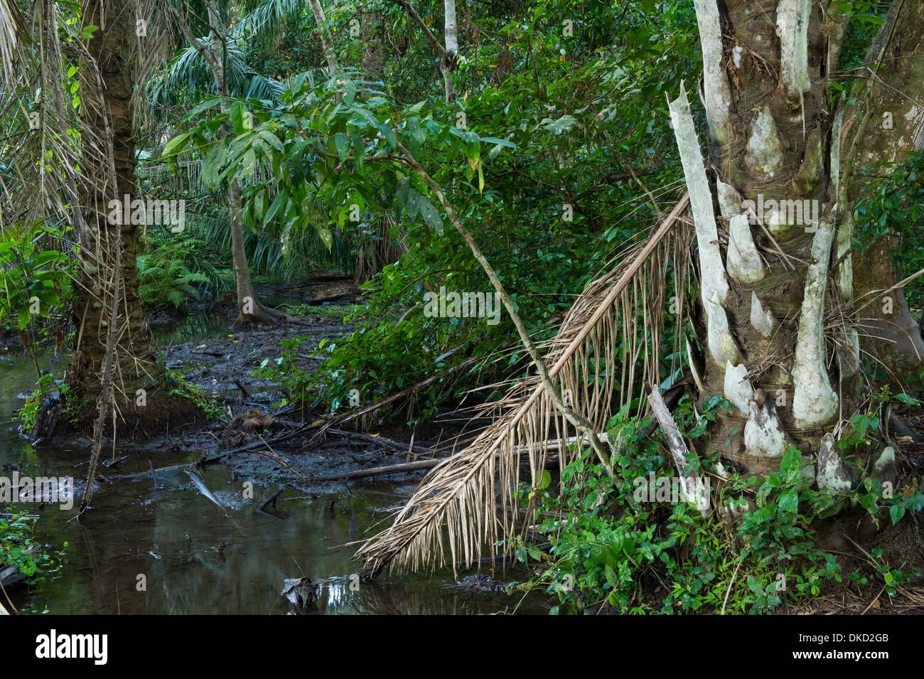 Vegetation forest mountains hi-res stock photography and images - Alamy