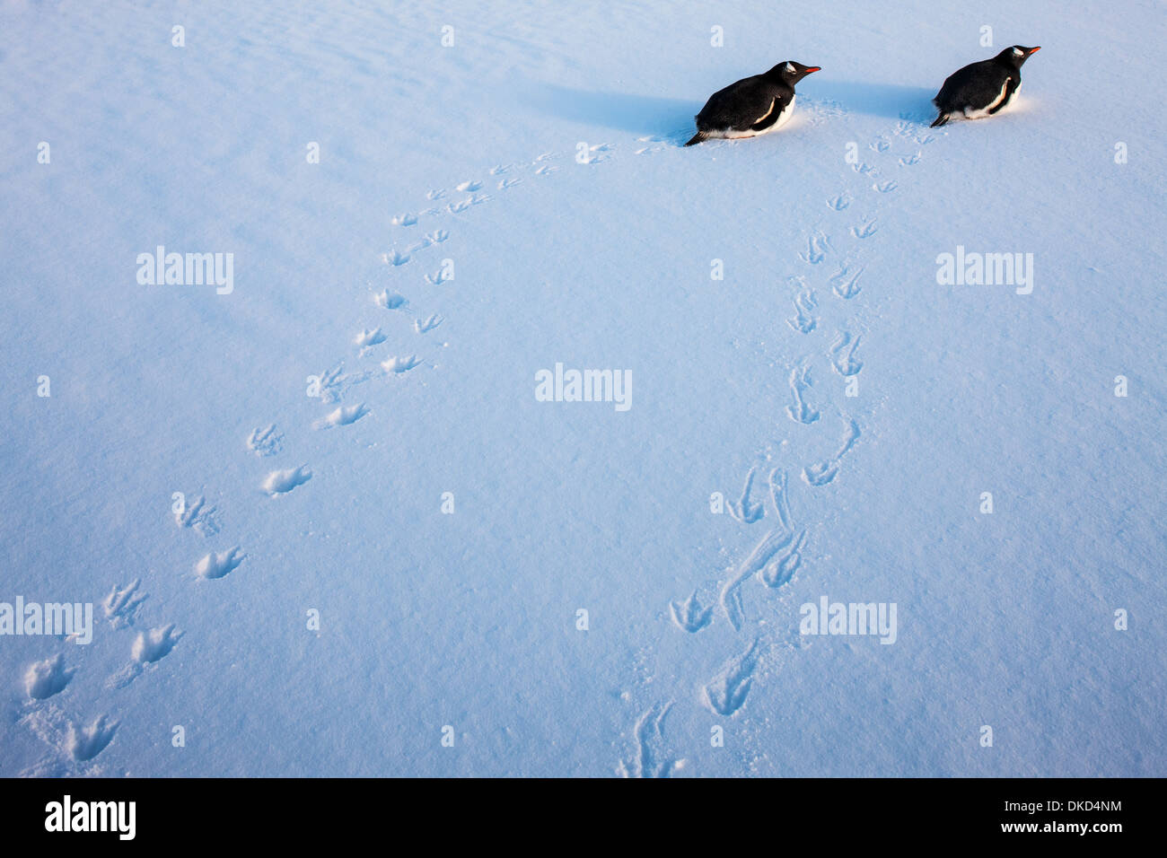 Penguin Footprints Stock Photos & Penguin Footprints Stock Images - Alamy