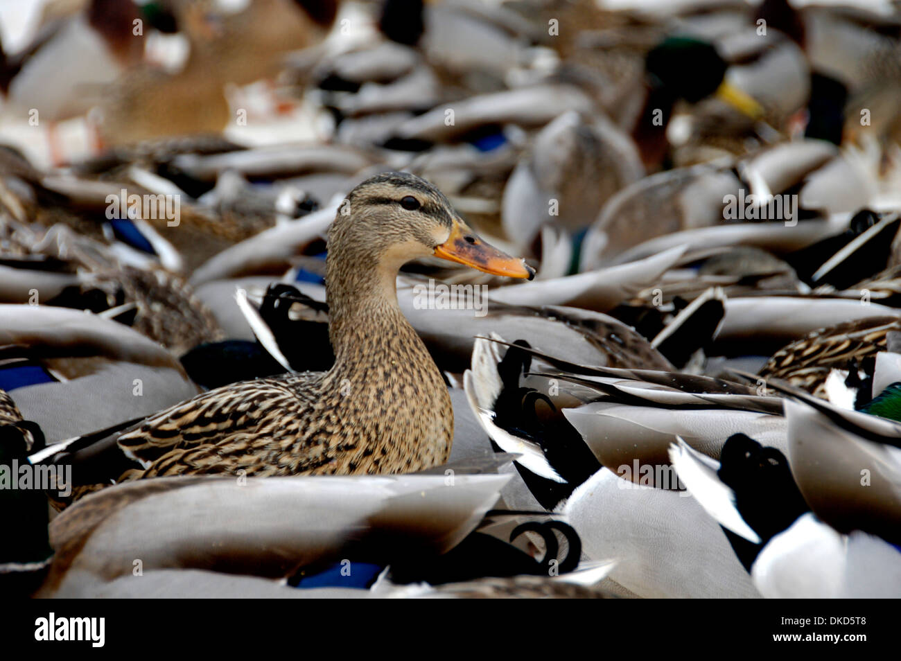 Animal stand out crowd hi-res stock photography and images - Alamy