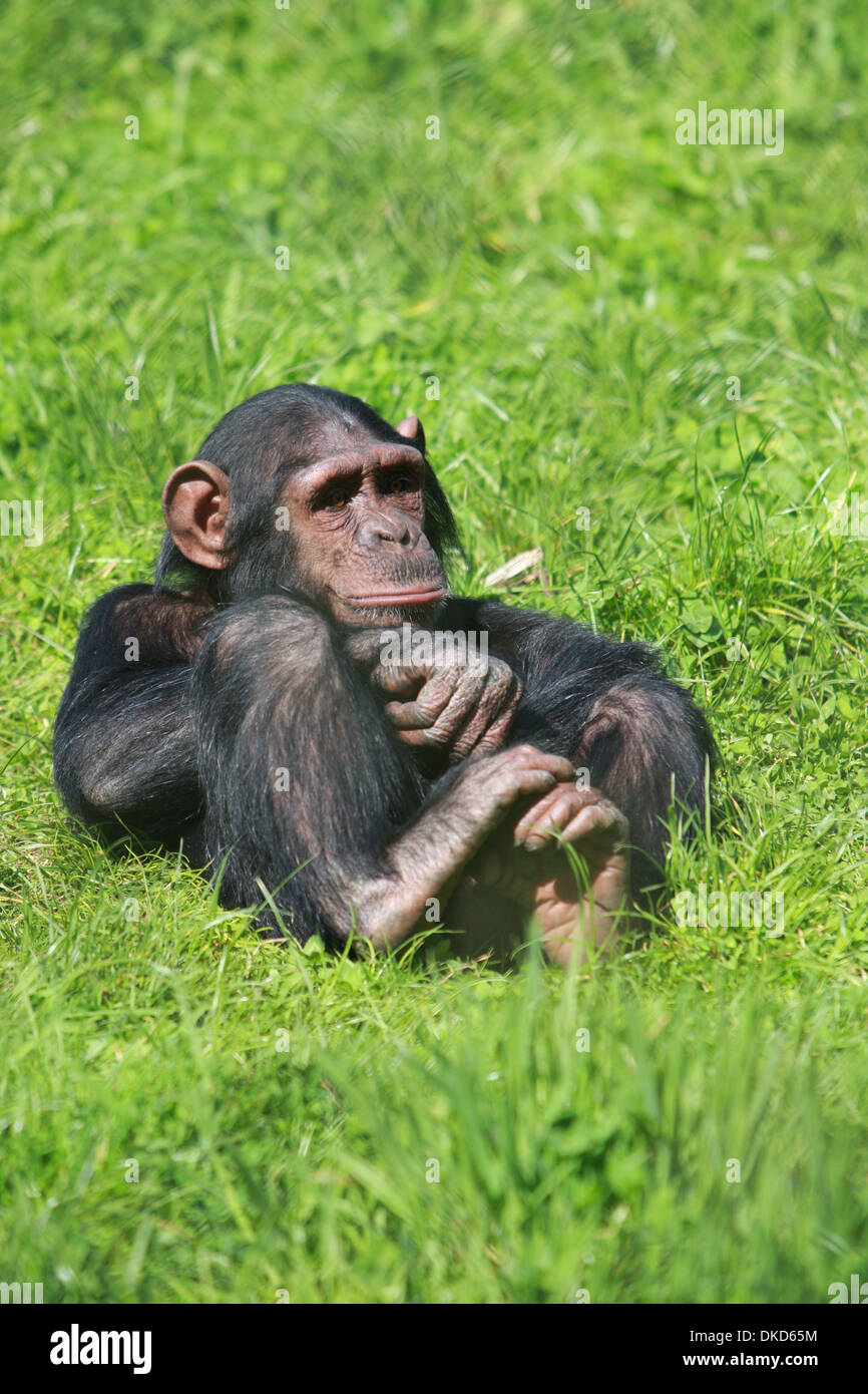 A Chimpanzee Sitting In Grass Stock Photo - Alamy