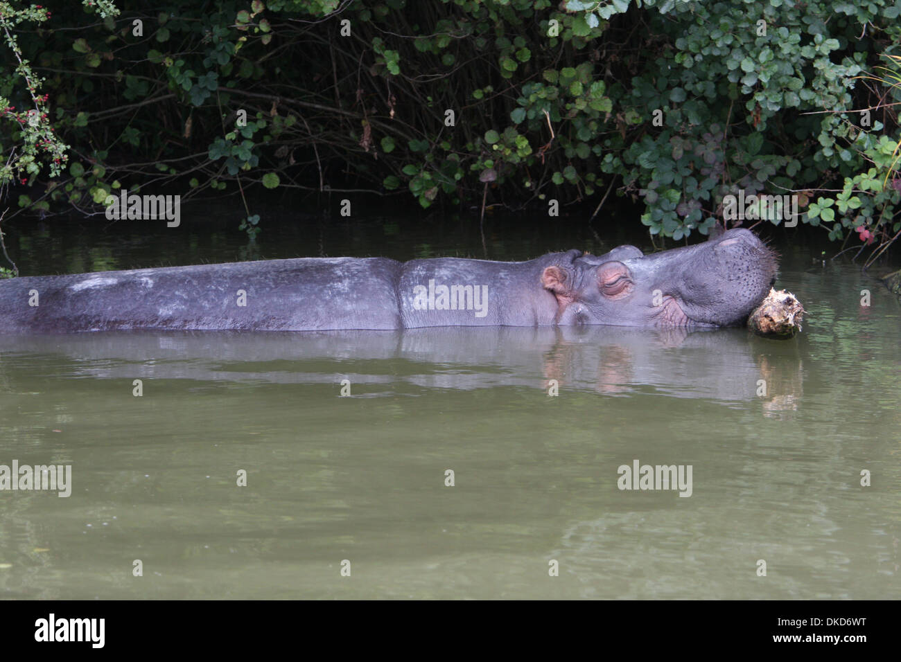 A Hippo In Water Resting It's Head On A Log Stock Photo - Alamy