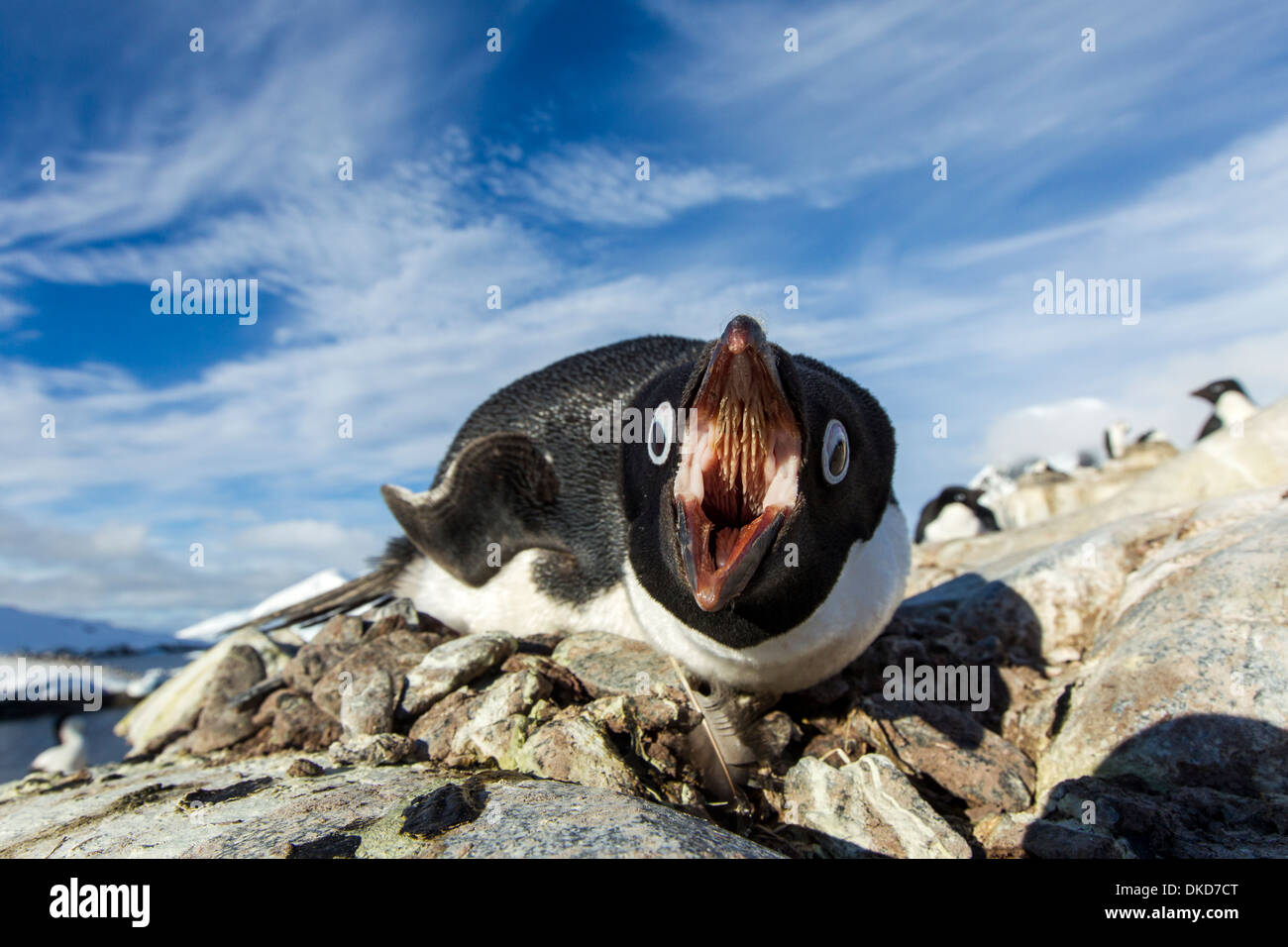 Penguin tongue hi-res stock photography and images - Alamy