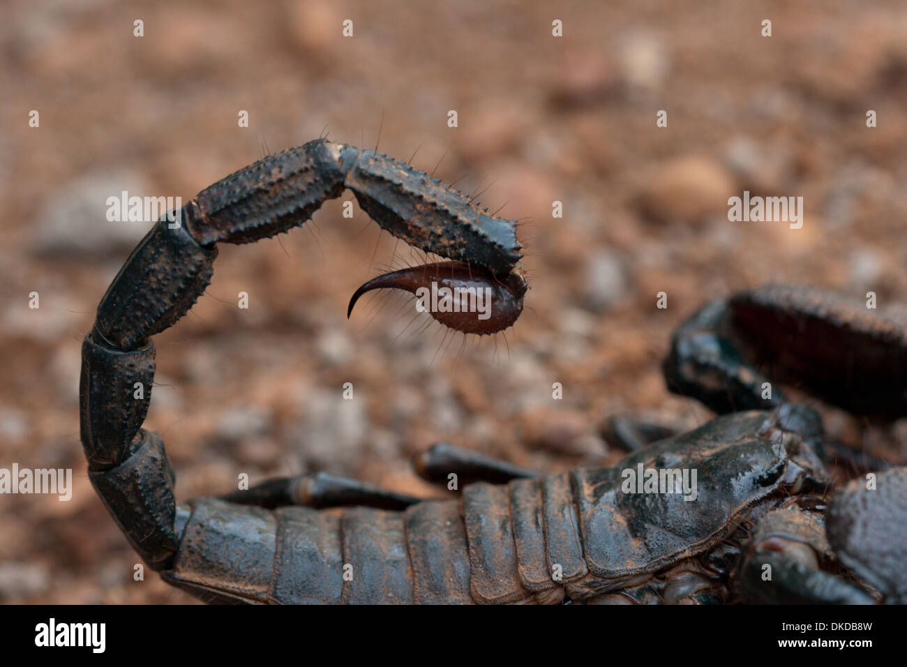 scorpion black poison venom dangerous stinging Stock Photo - Alamy