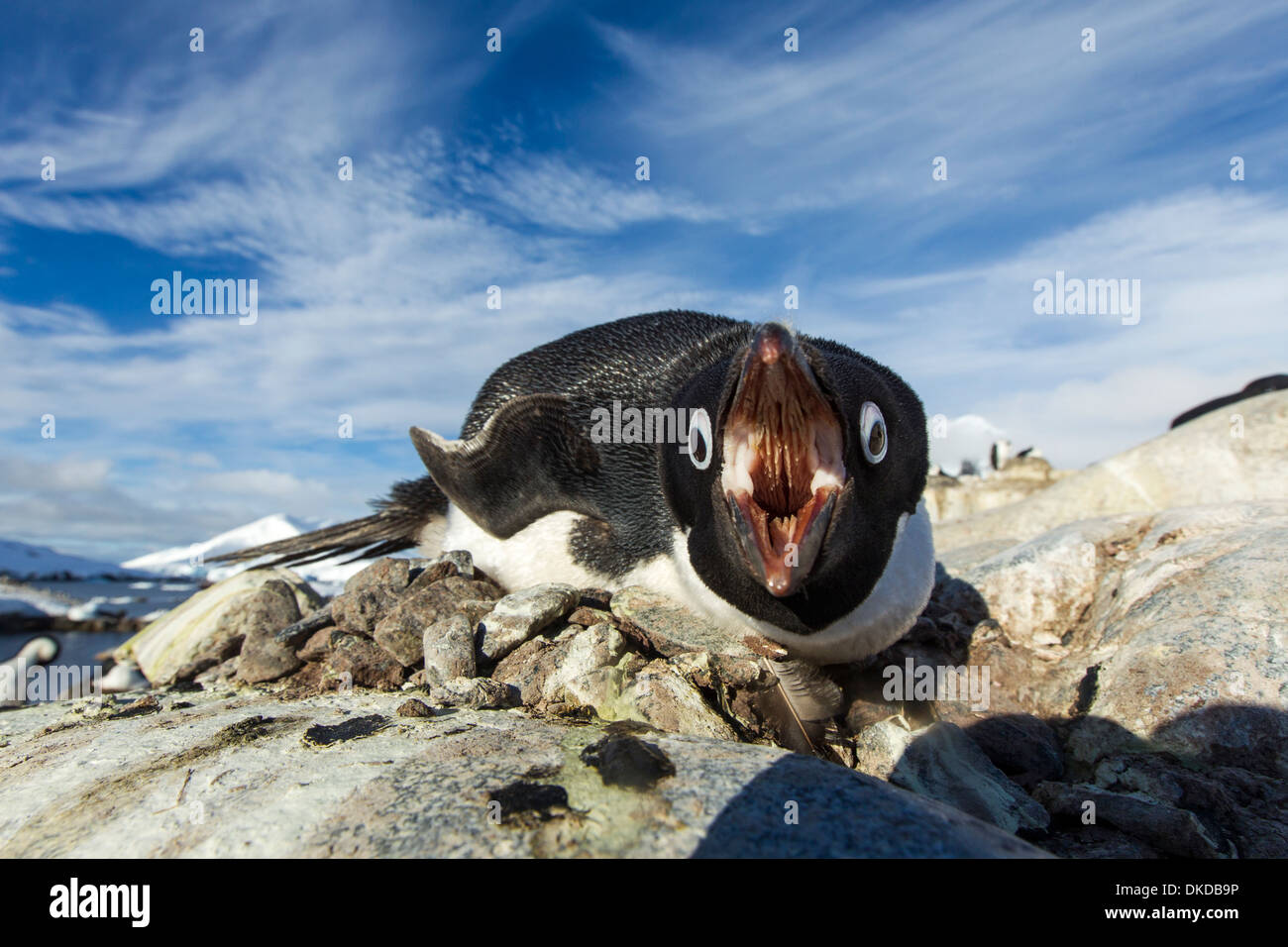 Penguin tongue hi-res stock photography and images - Alamy