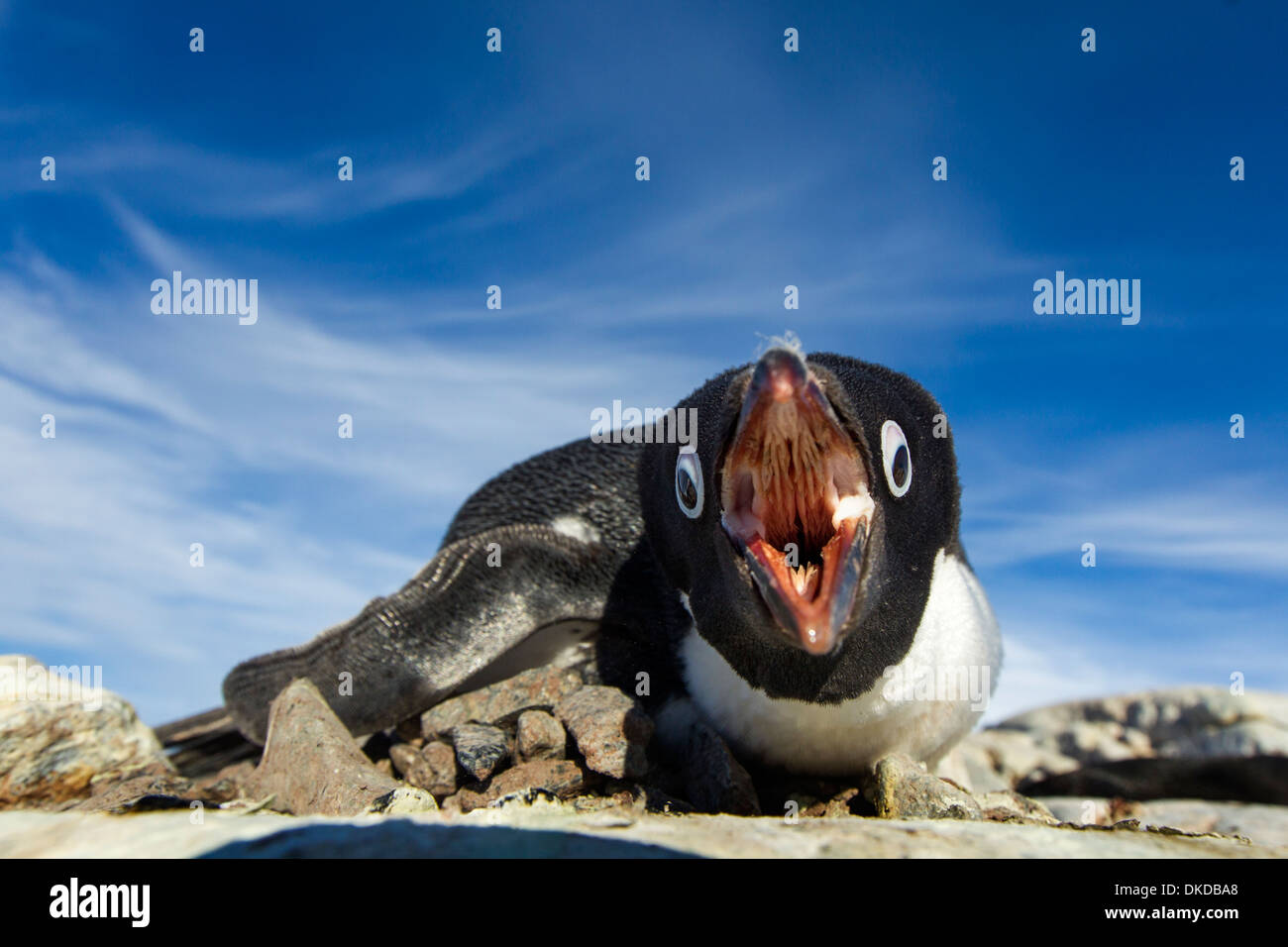 Penguin tongue hi-res stock photography and images - Alamy