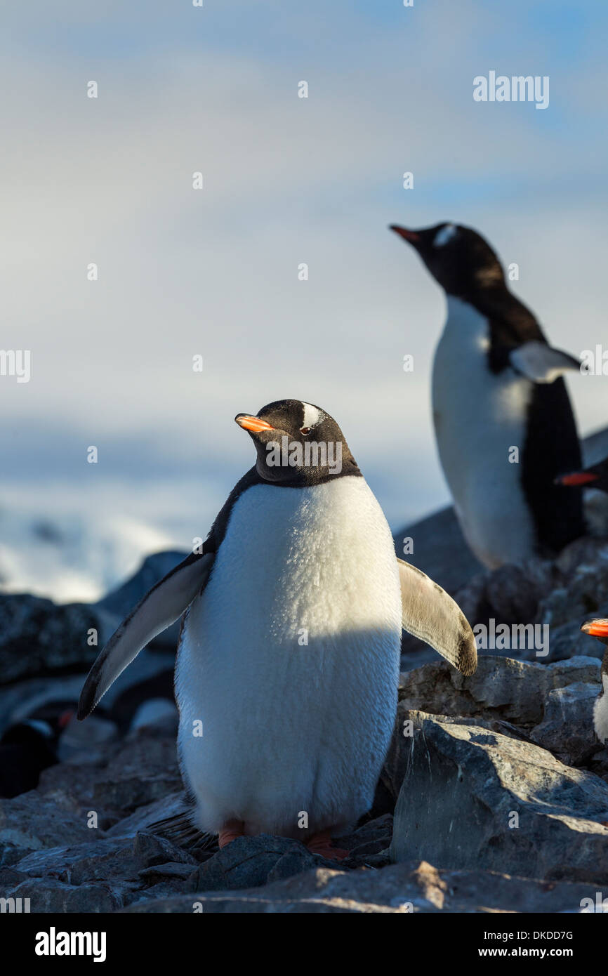 Penola strait hi-res stock photography and images - Alamy